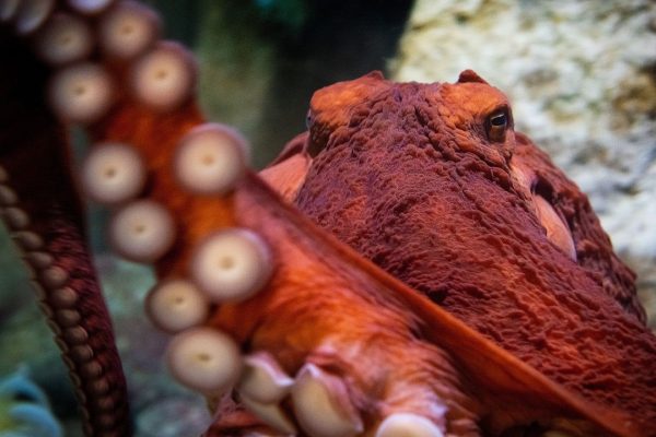 Dive Into The World Of Sensory Marvels With The Giant Pacific Octopus ...