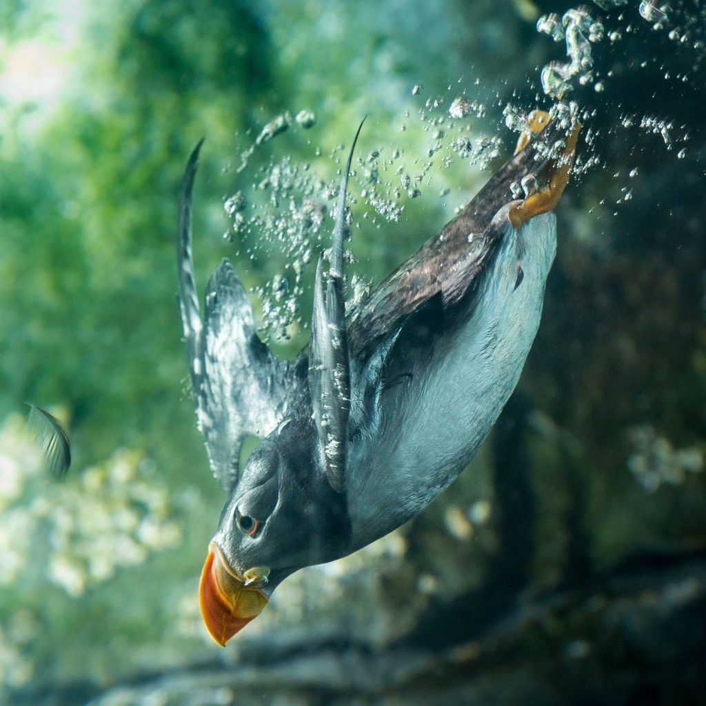 Atlantic Puffins: Skilled Triathletes That Dive Deep - Zoos - USA ...