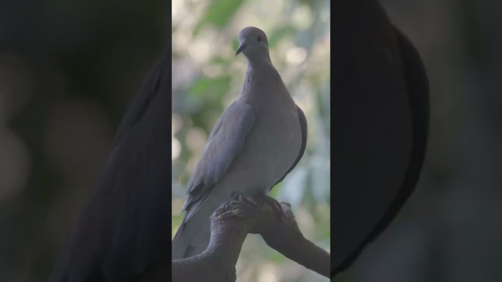 300+ Species Of Pigeons And Doves In The Columbidae Family! - Zoos ...