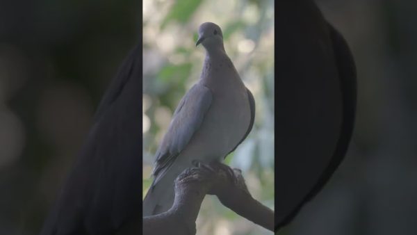 300+ Species Of Pigeons And Doves In The Columbidae Family! - Zoos ...
