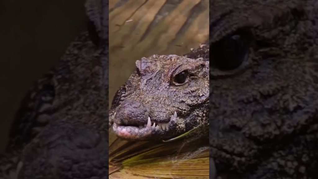 Rockin' With An African Dwarf Croc - Zoos - USA - California - San ...