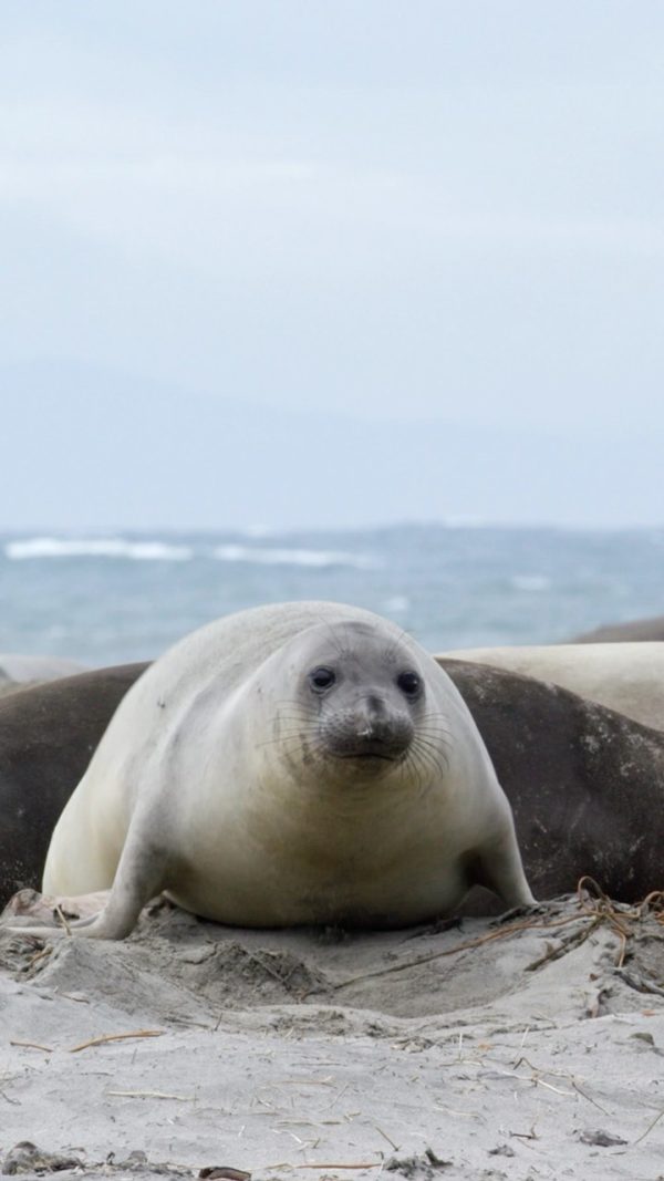 Seal-iously Galumph-tastic: Prepare For Fun In The Water - Monterey Bay ...