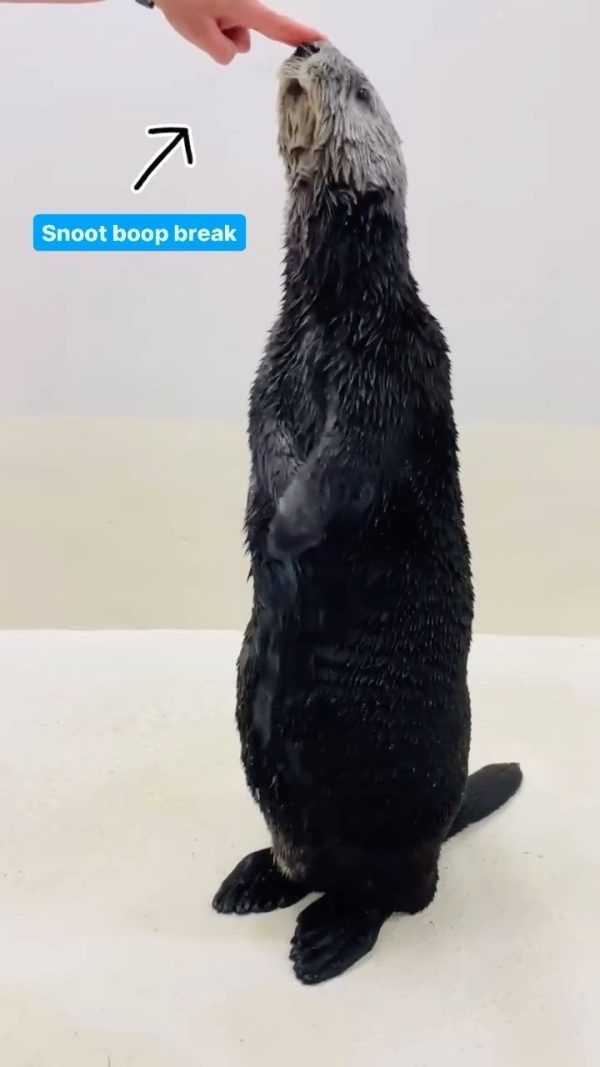 Sea Otters: Pockets Of Loose Skin - Zoos - USA - Illinois - Shedd ...