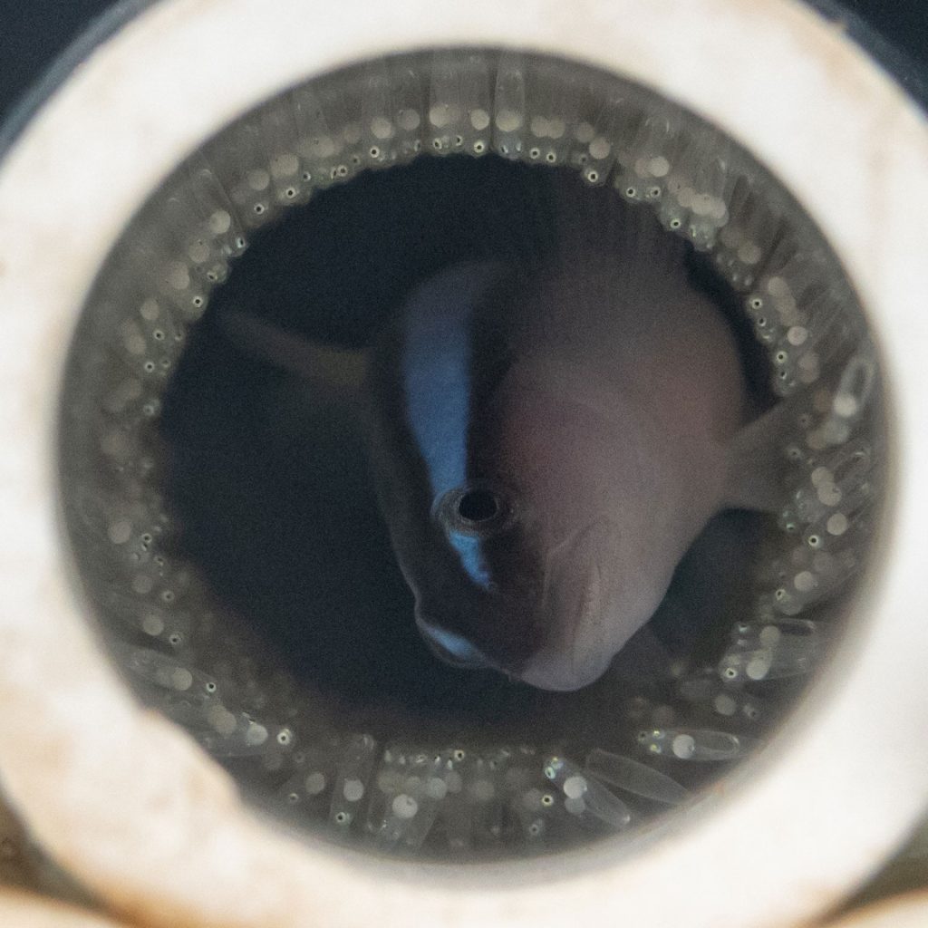 Father’s Day: Sending Offspring into the Real World - Zoo Guide