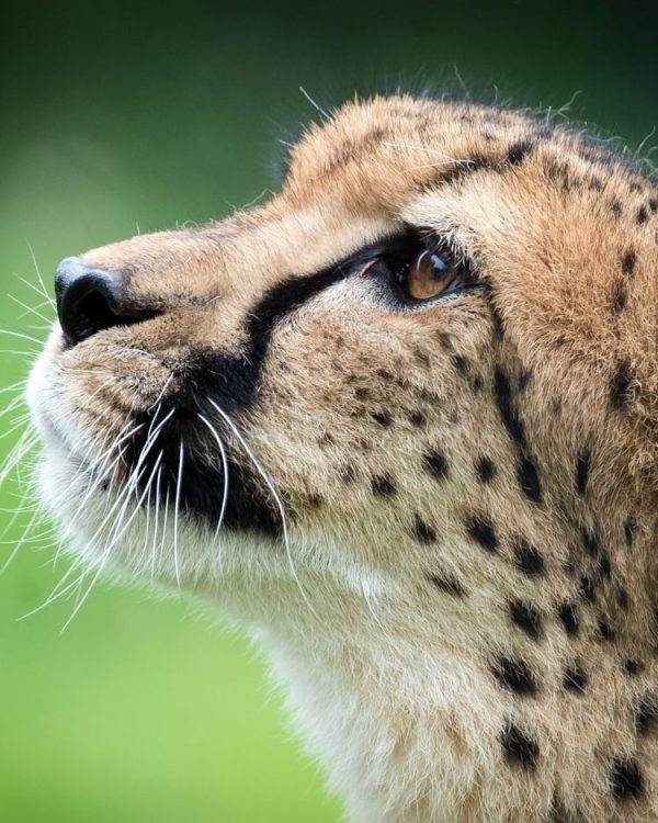 Happy 11th Birthday, Savanna - The Cheetah With A Fun Personality ...