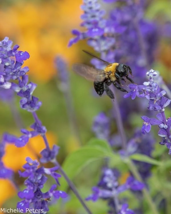 Happy Pollinator Week! 75% Of Crops Reliant On Pollinators - Celebrate ...