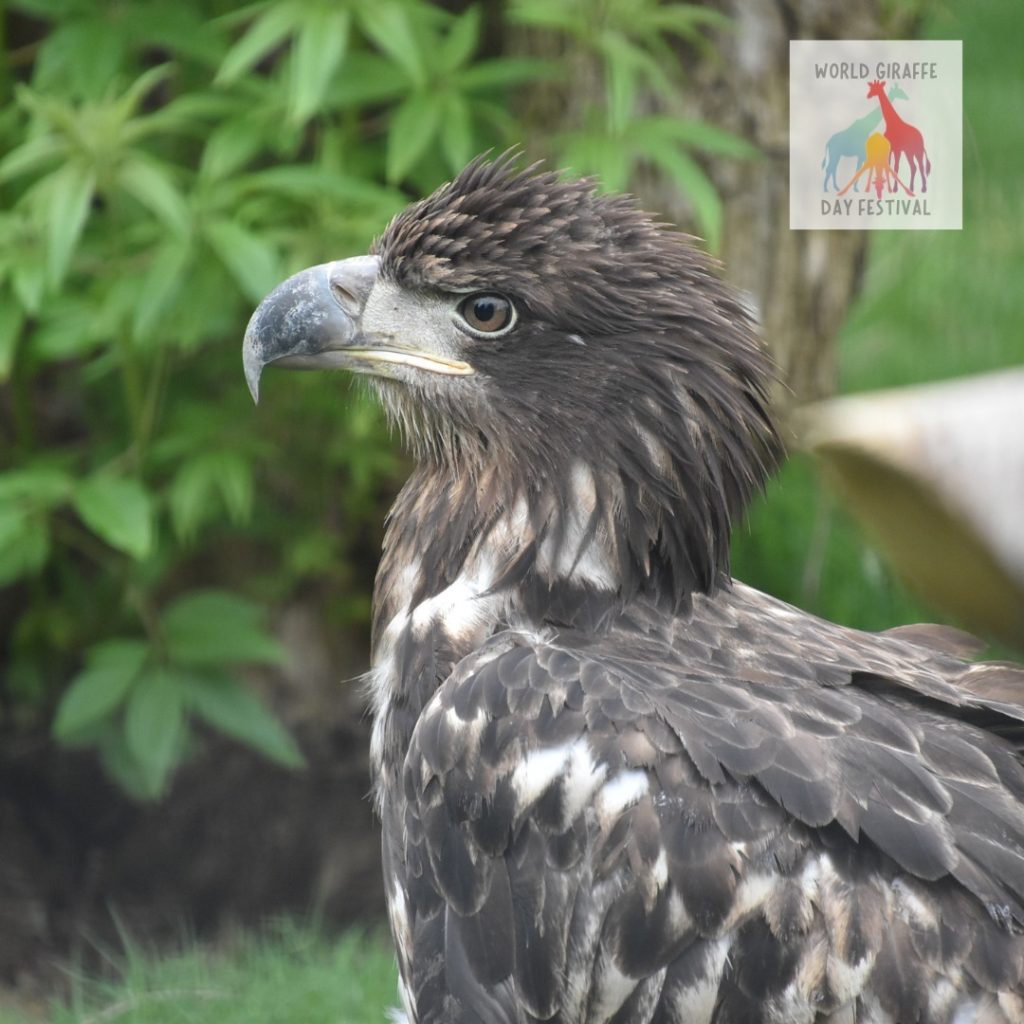 Is That A Bald Eagle? - Zoos - USA - Texas- Abilene Zoo Zoo Guide