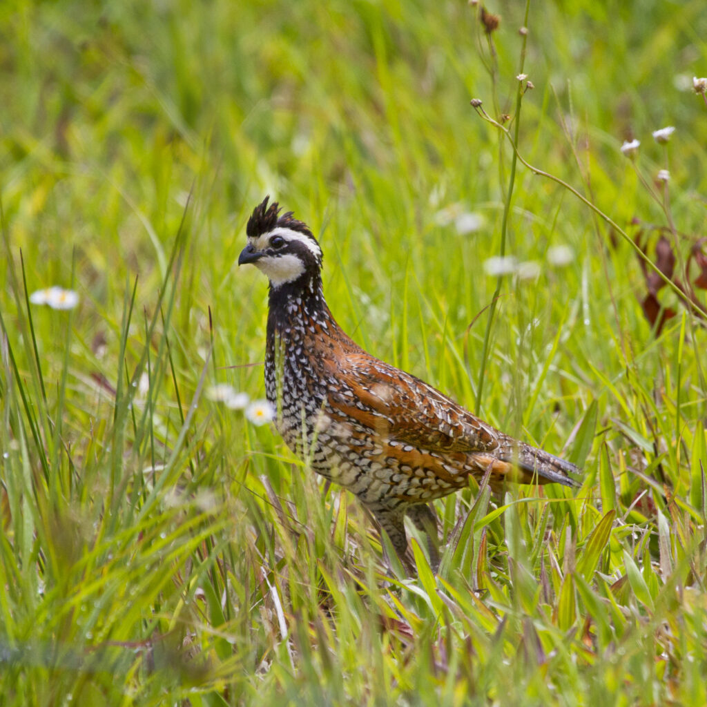 Definitive Guide To Northern Bobwhite Facts, Habitat, Conservation ...
