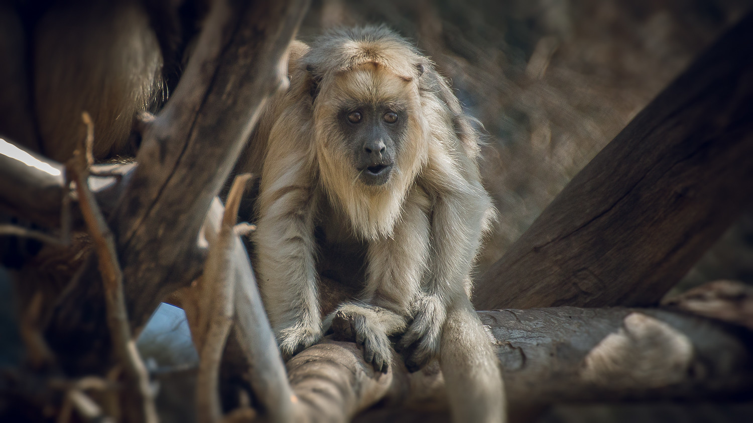 Black Howler Monkey - Zoo Guide