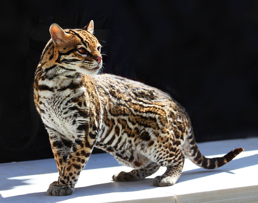 Definitive Guide To Ocelot Facts, Habitat, Conservation Status, Zoo ...