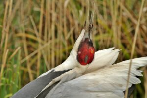 Definitive Guide To White-naped Crane Facts, Habitat, Conservation ...