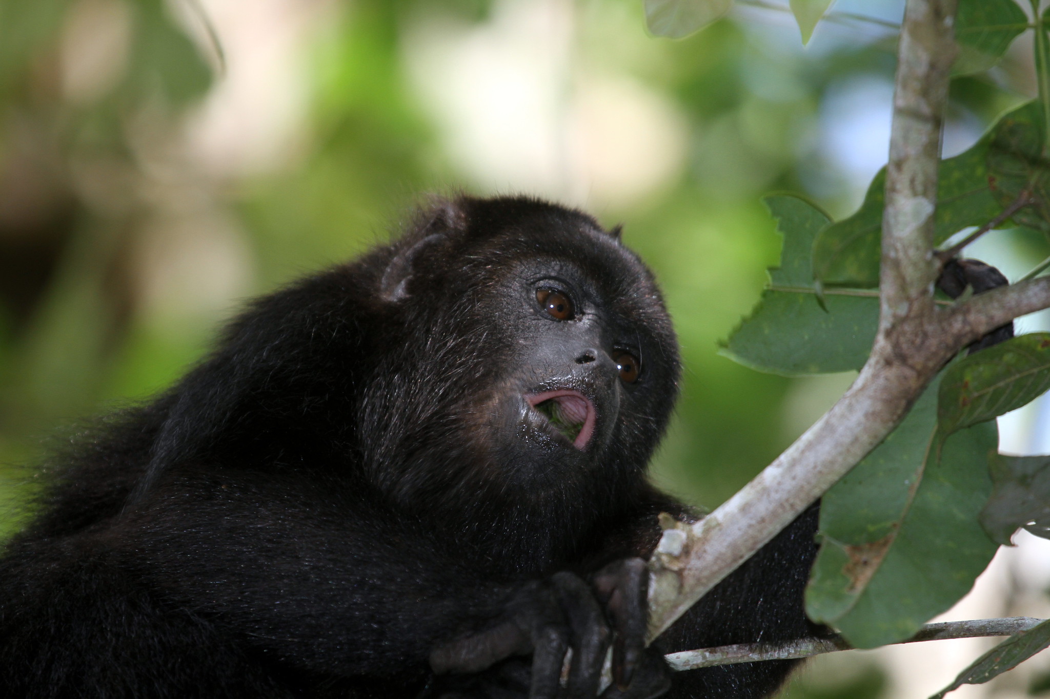 Black Howler Monkey - Zoo Guide