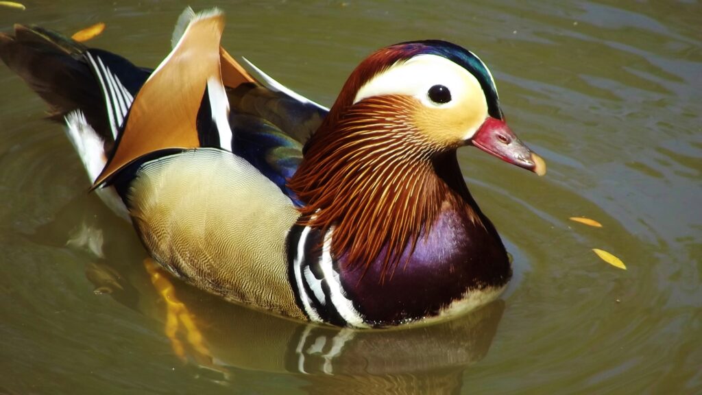 Definitive Guide To Mandarin Duck Facts, Habitat, Conservation Status ...