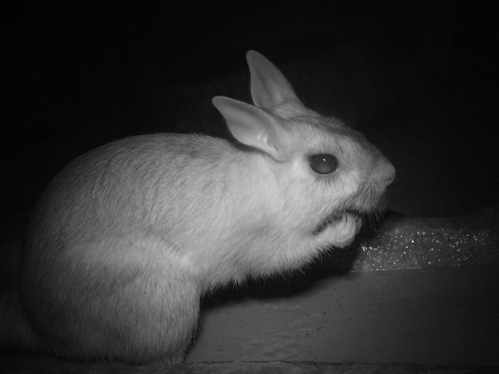 Definitive Guide To Spring Hare Facts, Habitat, Conservation Status ...