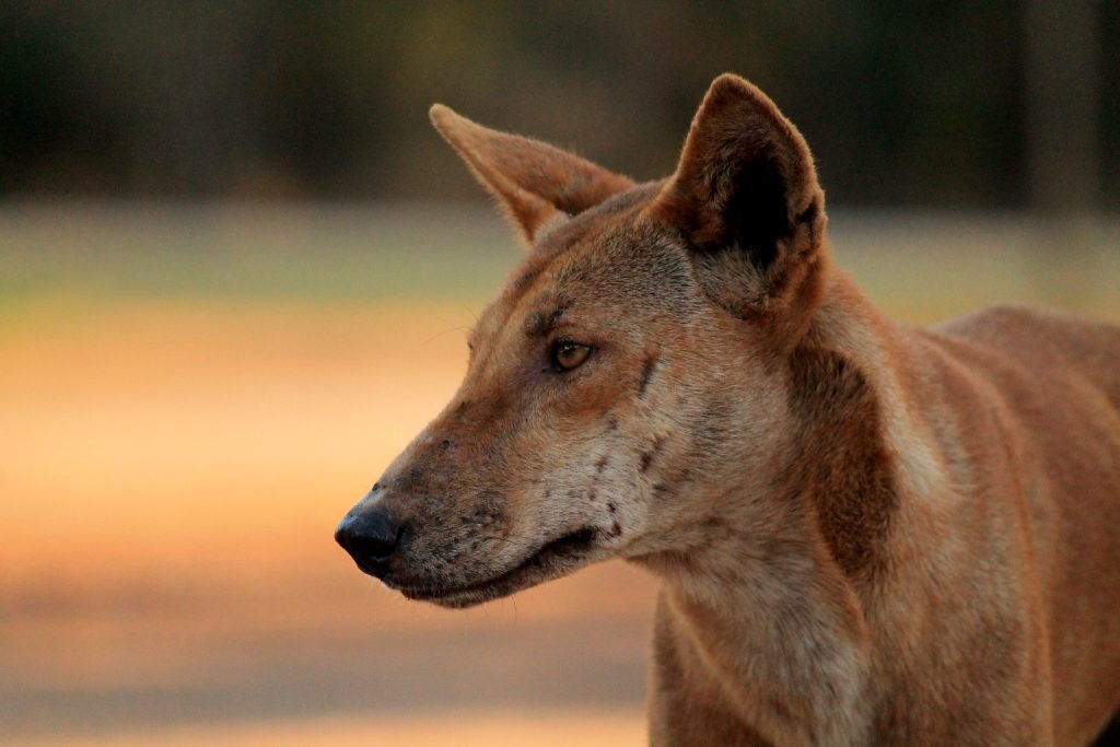 Definitive Guide To Dingo Facts, Habitat, Conservation Status, Zoo ...
