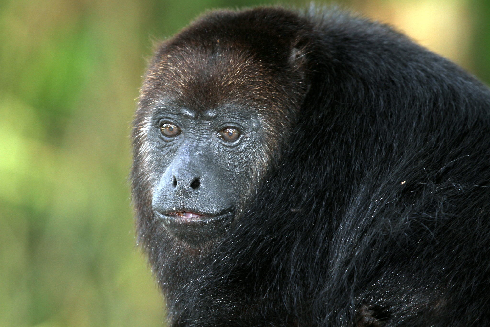 Black Howler Monkey - Zoo Guide