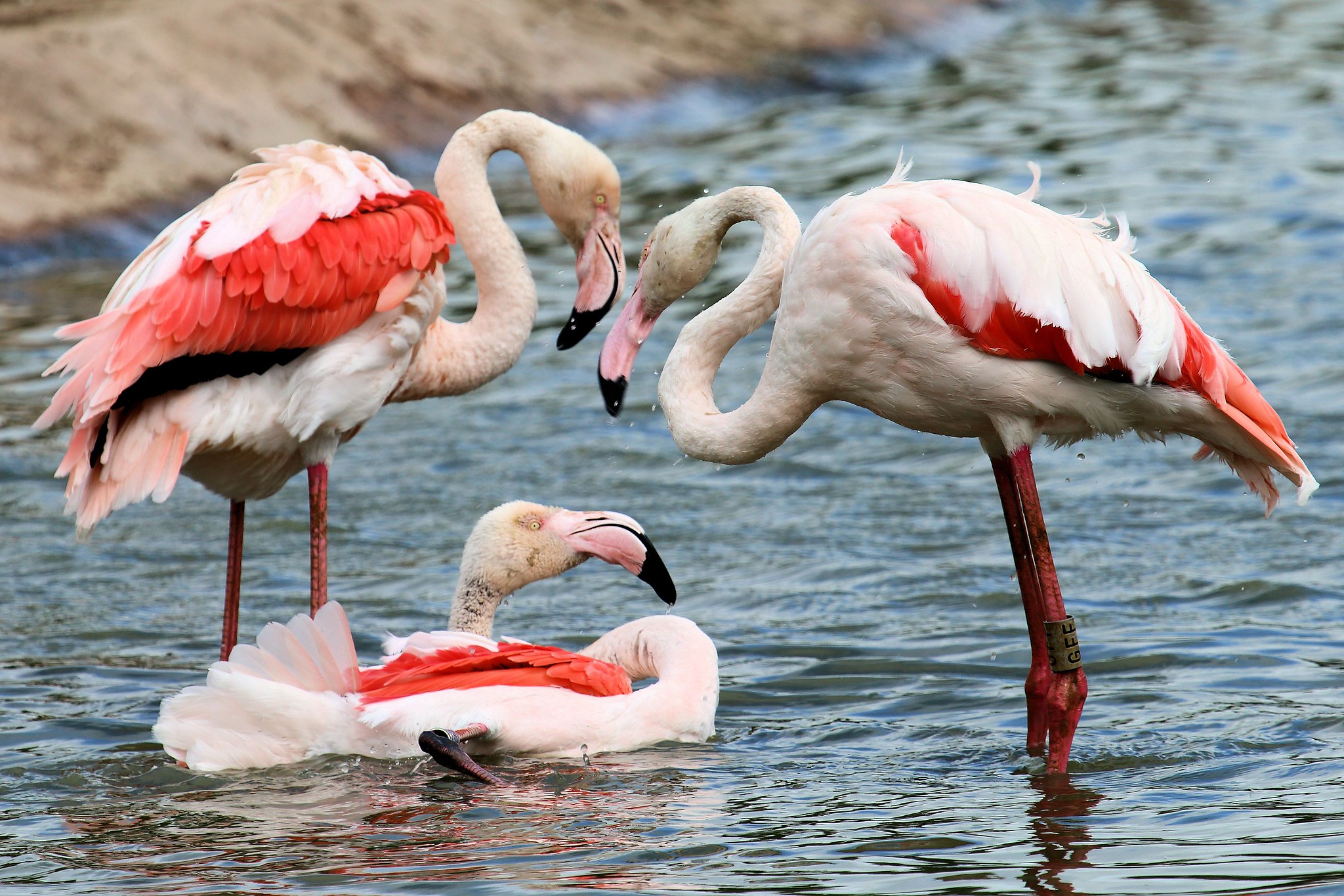 Chilean Flamingo - Zoo Guide