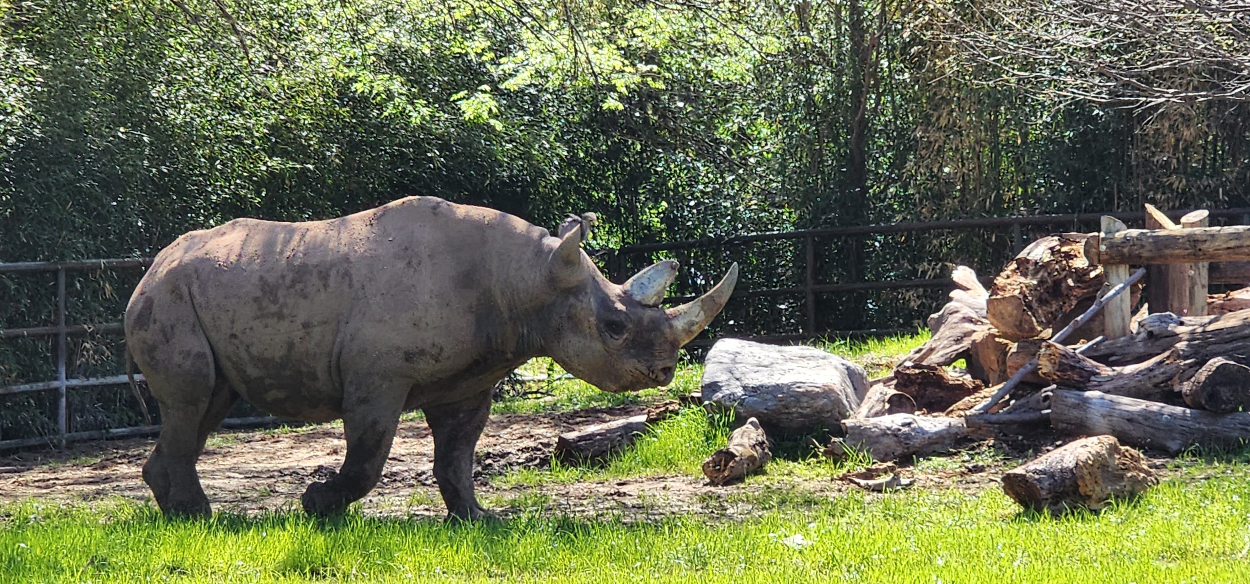 South-Central Black Rhinoceros - Zoo Guide