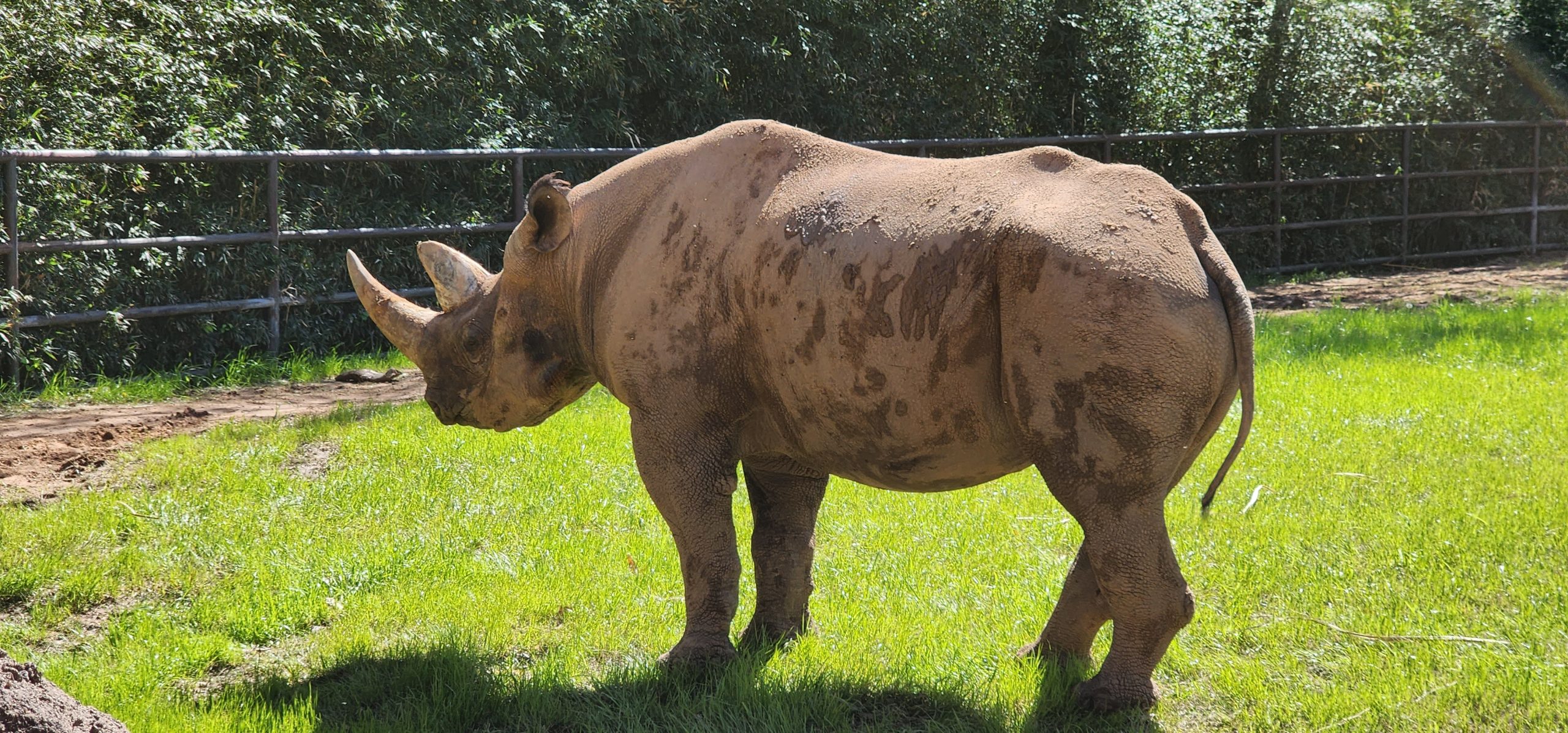South-Central Black Rhinoceros - Zoo Guide