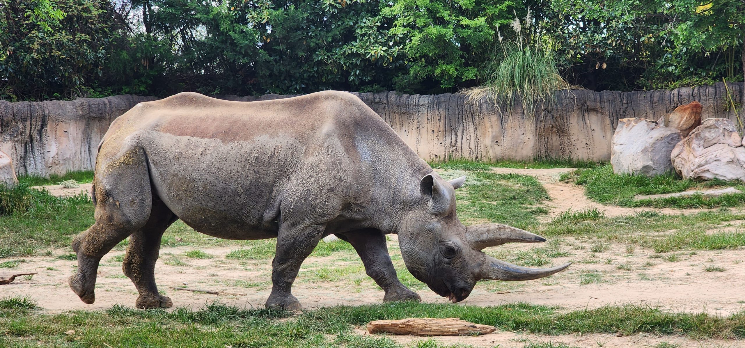 South-Central Black Rhinoceros - Zoo Guide