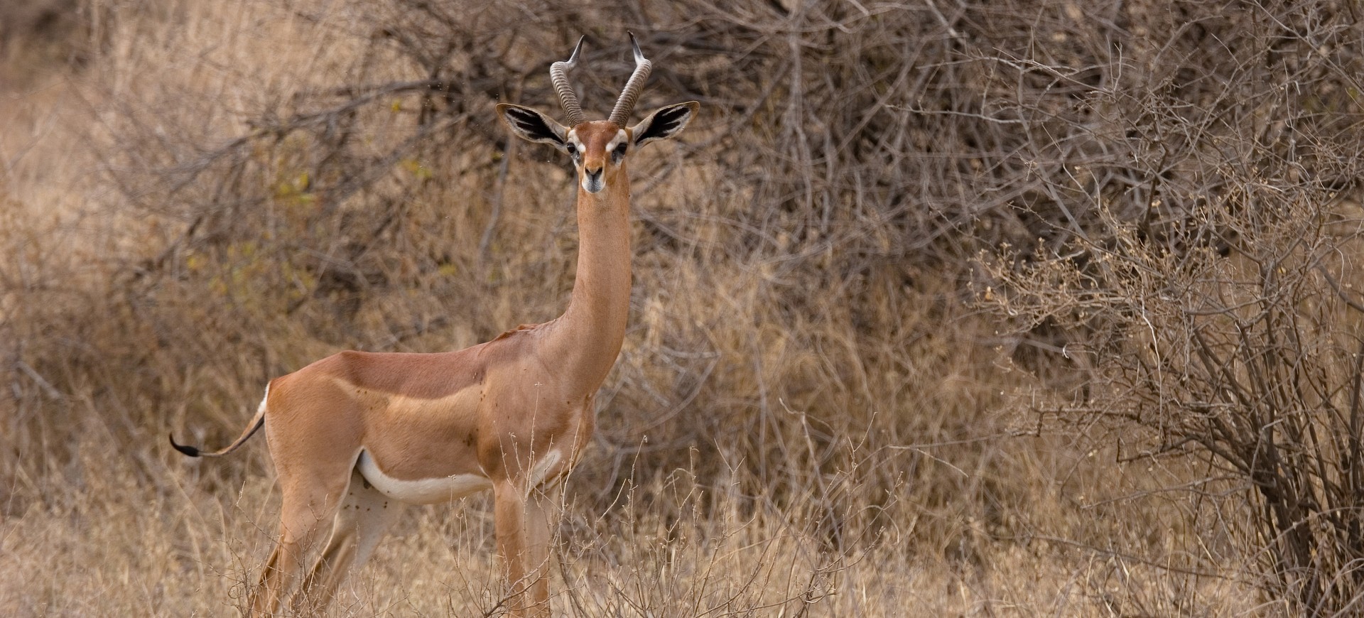 Definitive Guide To Southern Gerenuk Facts Habitat Conservation