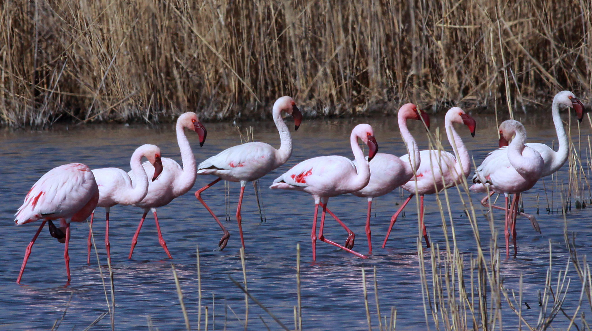 Lesser Flamingo - Zoo Guide