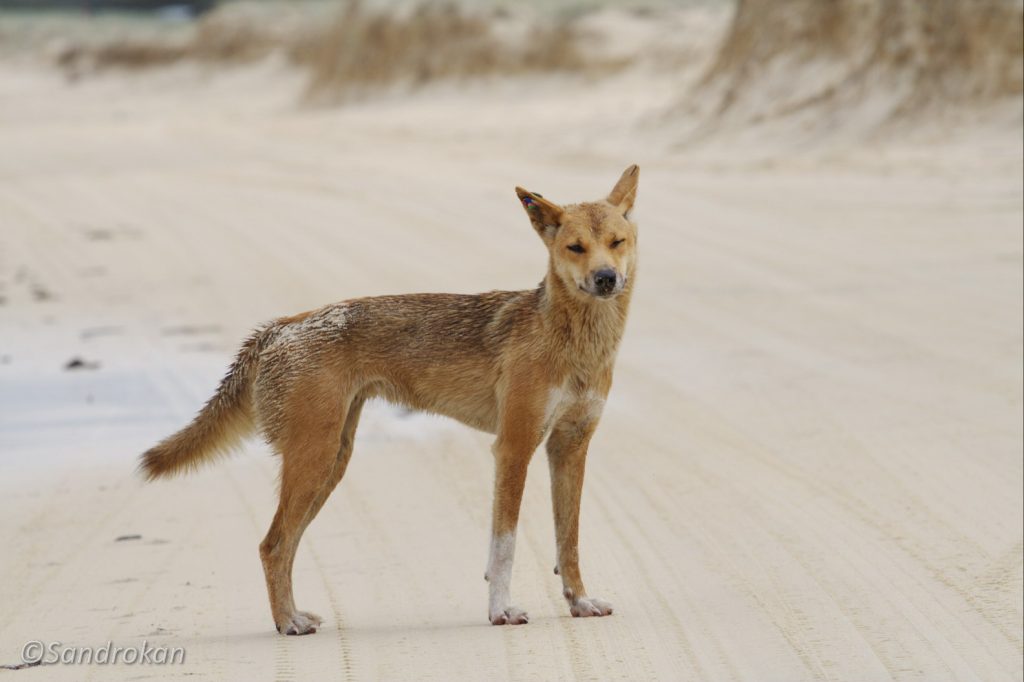 Definitive Guide To Dingo Facts, Habitat, Conservation Status, Zoo ...
