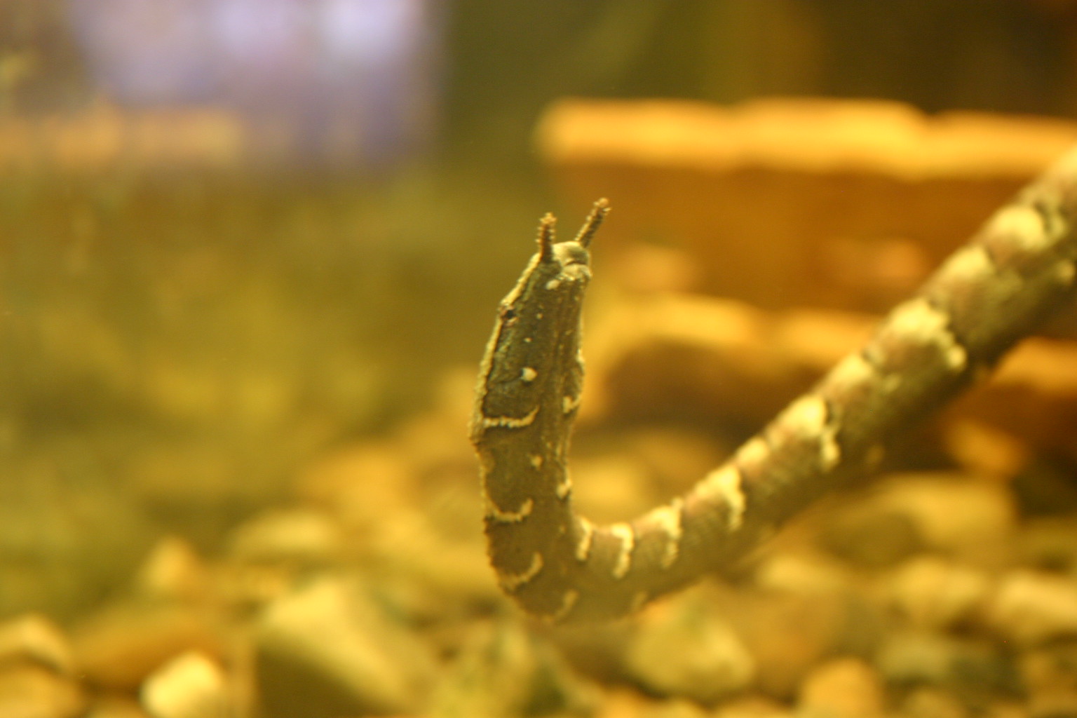 Definitive Guide To Tentacled Snake Facts, Habitat, Conservation Status ...