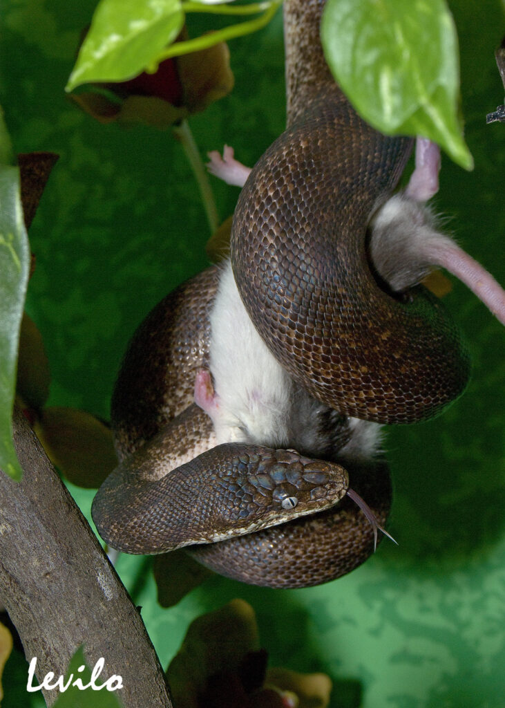 Definitive Guide To Savu Island Python Facts, Habitat, Conservation ...