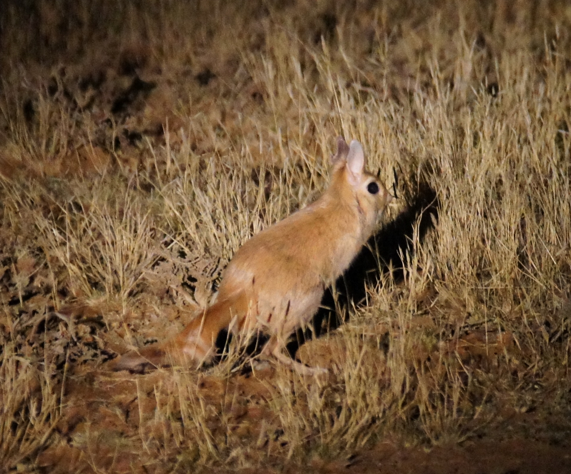 Definitive Guide To Spring Hare Facts, Habitat, Conservation Status ...