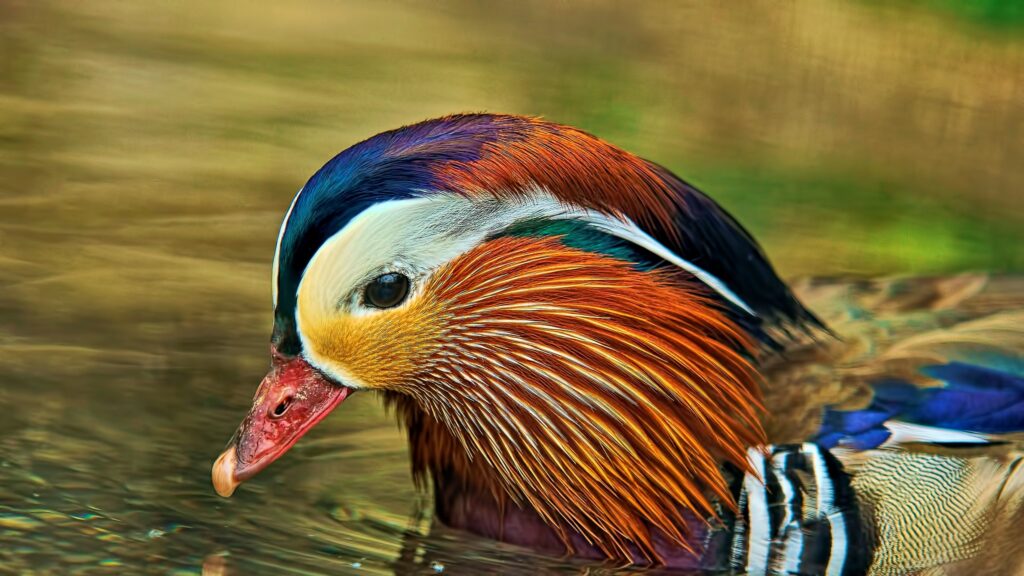 Definitive Guide To Mandarin Duck Facts, Habitat, Conservation Status ...