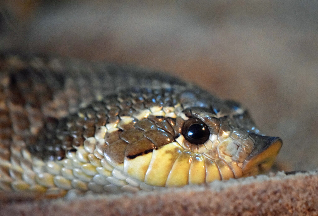 Definitive Guide To Western Hognose Snake Facts, Habitat, Conservation ...