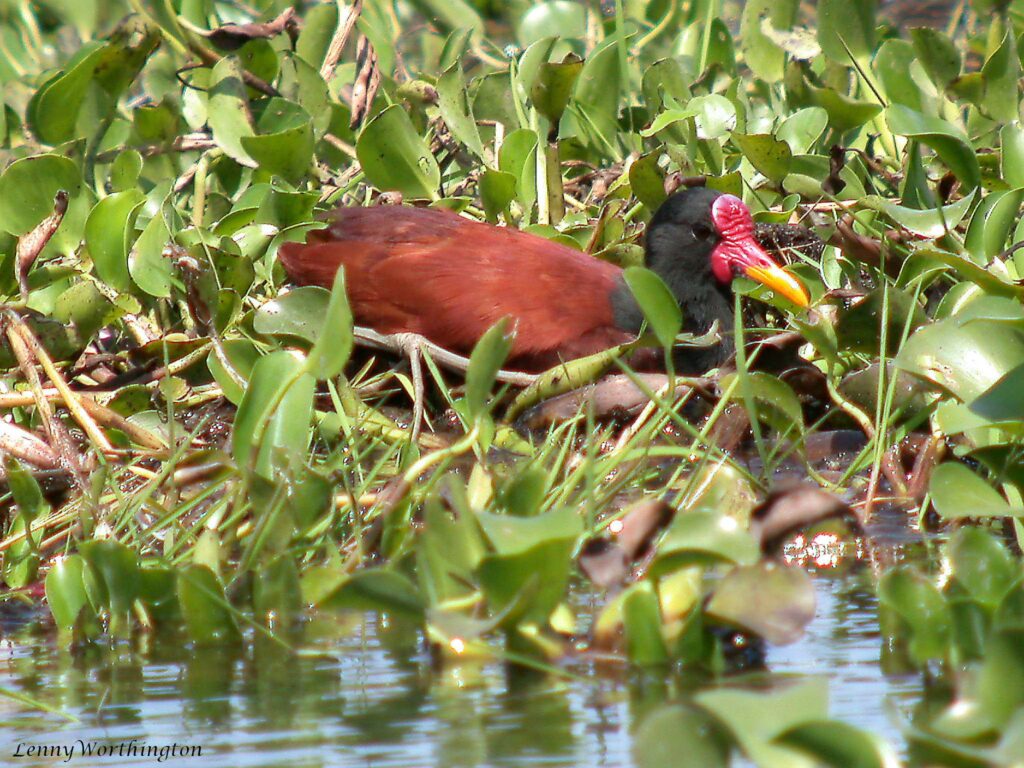 Definitive Guide To Wattled Jacana Facts, Habitat, Conservation Status ...