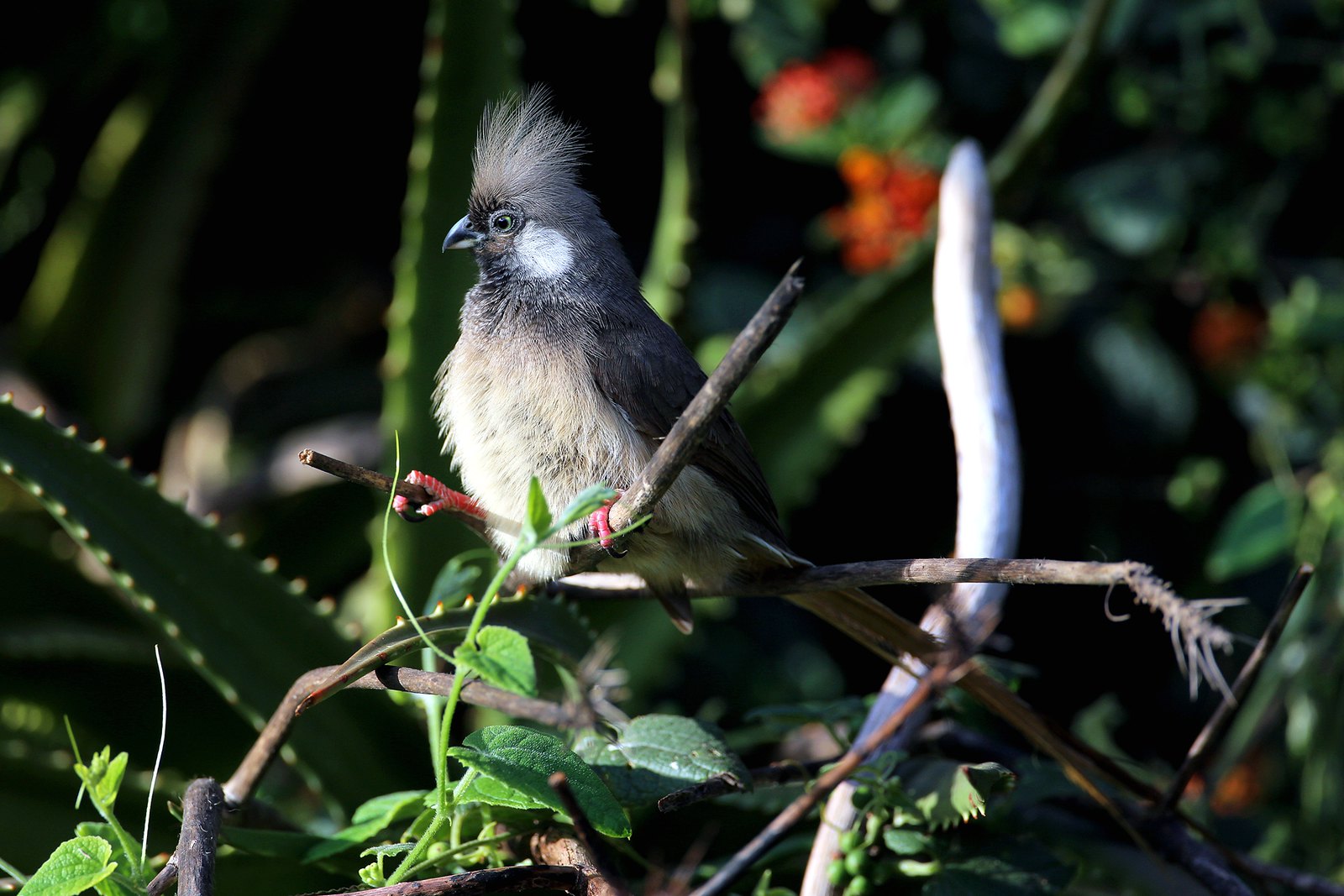 Definitive Guide To Speckled Mousebird Facts, Habitat, Conservation ...