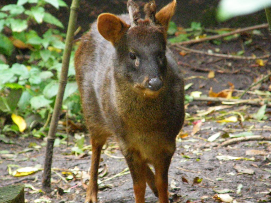 Definitive Guide To Southern Pudu Facts, Habitat, Conservation Status ...