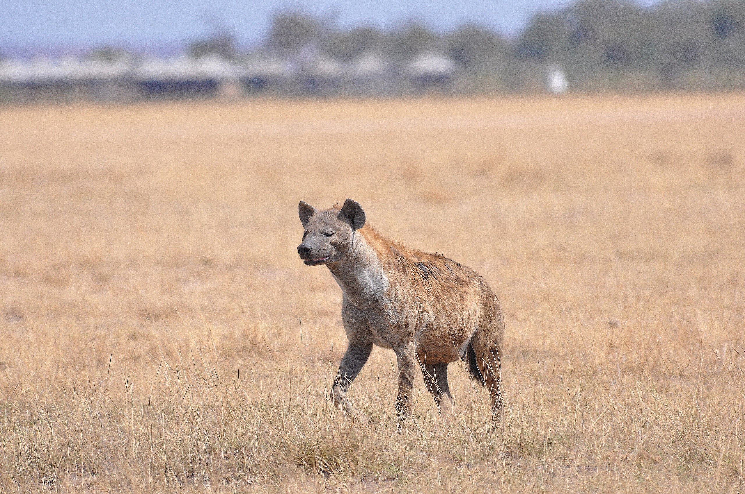 Spotted Hyena - Zoo Guide