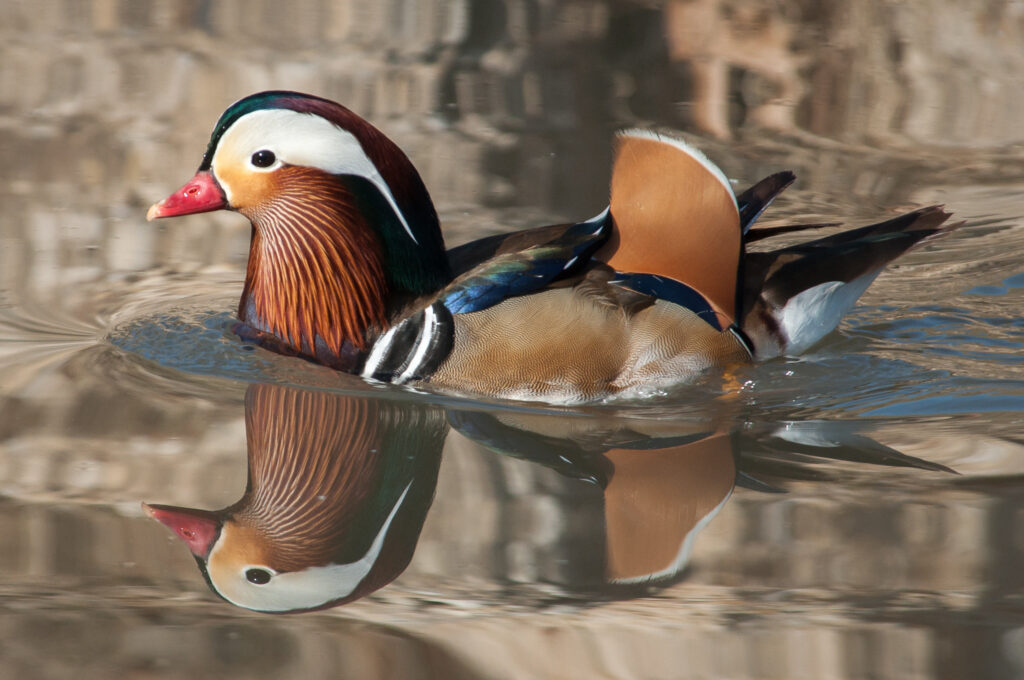 Definitive Guide To Mandarin Duck Facts, Habitat, Conservation Status ...