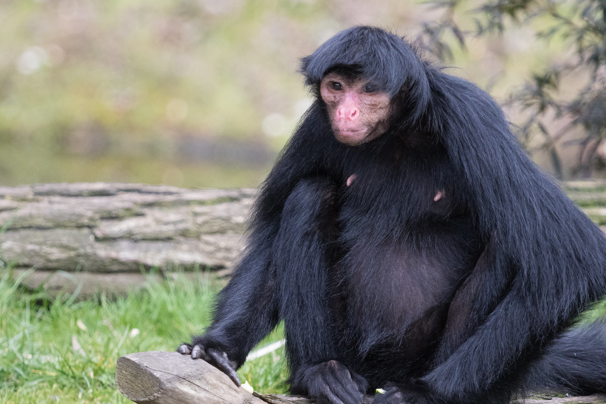 Definitive Guide To Red-Faced Spider Monkey Facts, Habitat ...