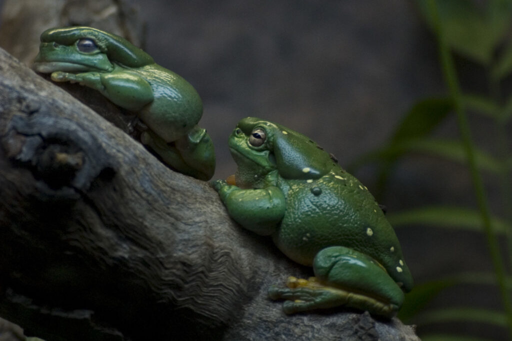 Definitive Guide To Magnificent Tree Frog Facts, Habitat, Conservation ...