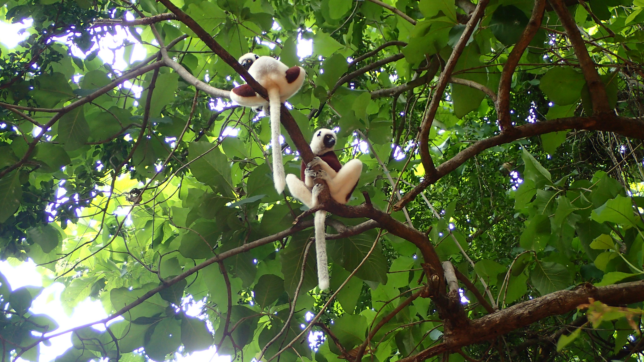 Definitive Guide To Coquerel's Sifaka Facts, Habitat, Conservation ...