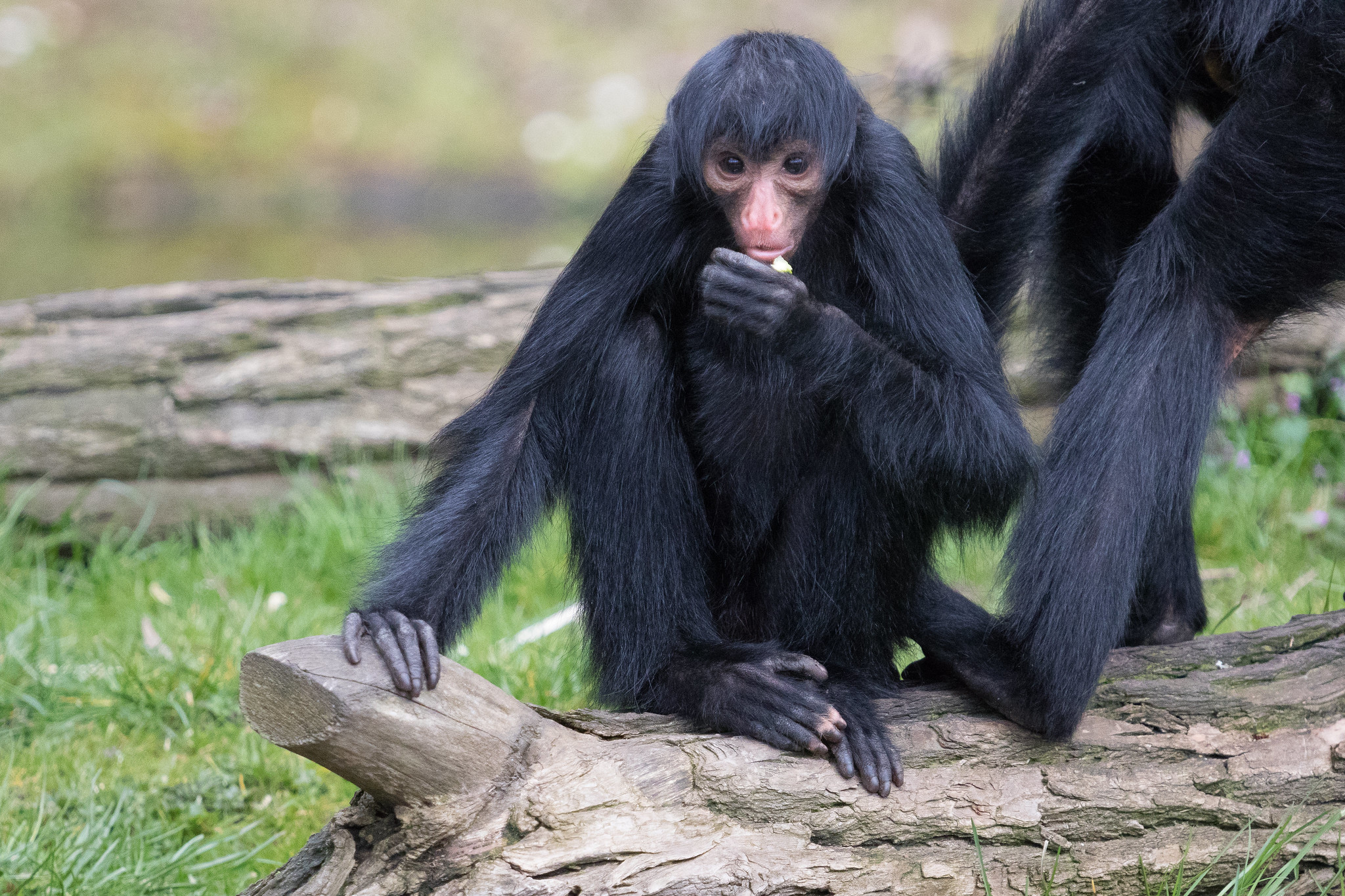 Definitive Guide To Red-Faced Spider Monkey Facts, Habitat ...