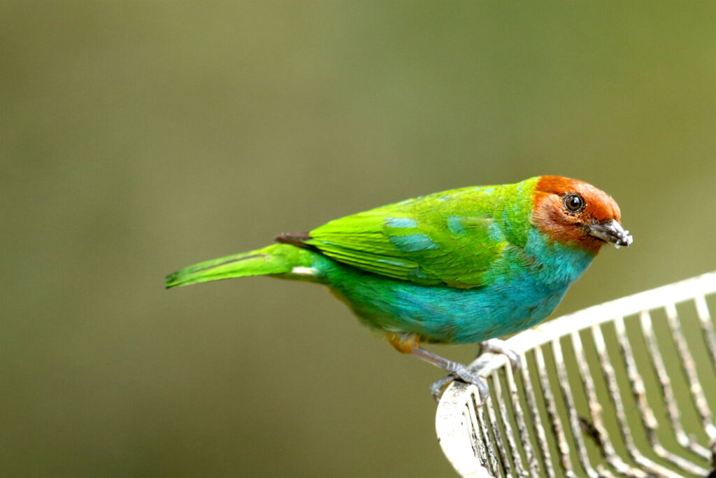 Definitive Guide To Bay-headed Tanager Facts, Habitat, Conservation ...
