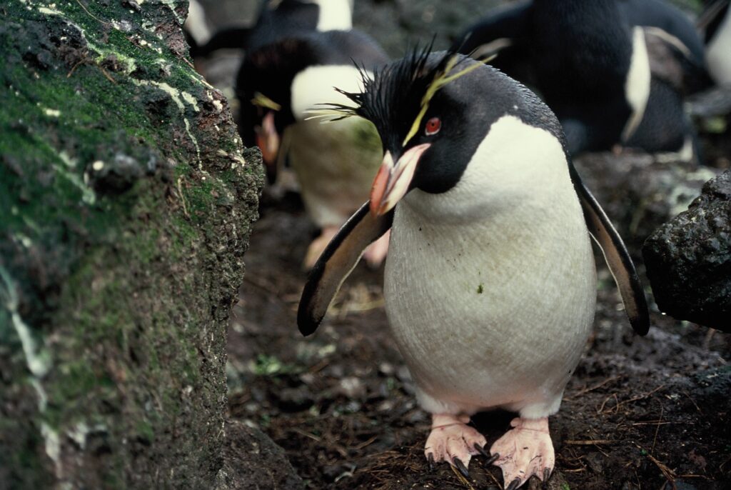 Definitive Guide To Eastern Rockhopper Penguin Facts, Habitat ...