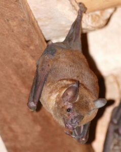 Definitive Guide To Seba's Short-tailed Bat Facts, Habitat ...