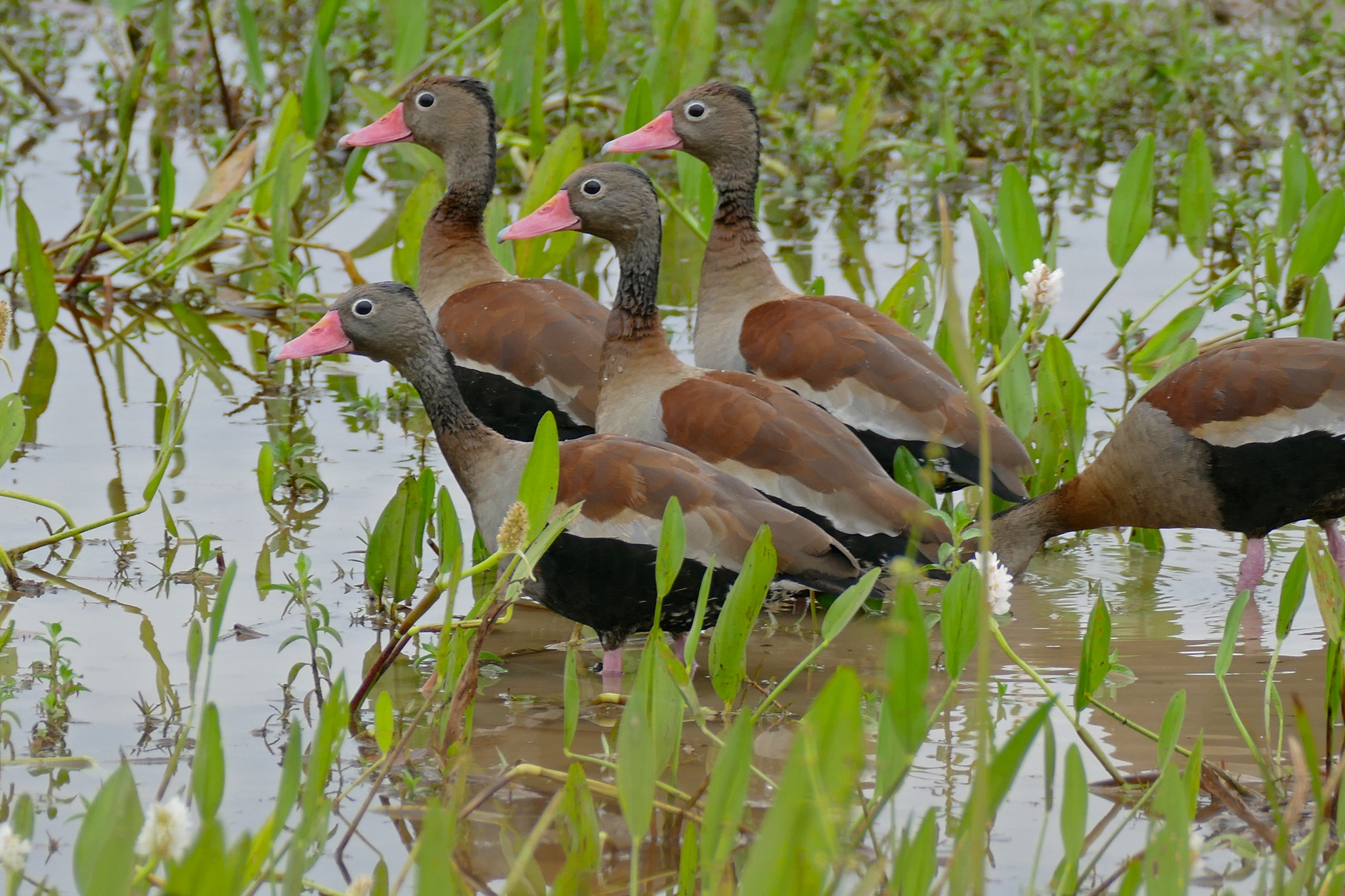 Definitive Guide To Black bellied Whistling duck Facts Habitat Definitive Guide To Black bellied Whistling duck Facts Habitat