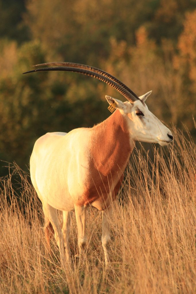 Definitive Guide To Scimitar-horned Oryx Facts, Habitat, Conservation ...
