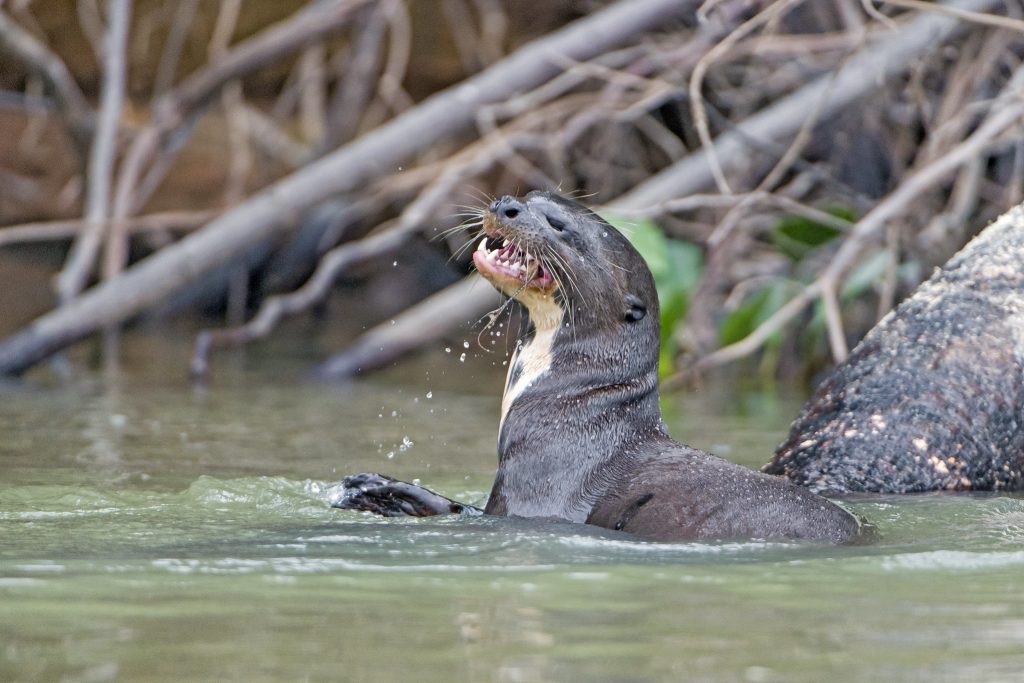Definitive Guide To Giant Otter Facts, Habitat, Conservation Status ...