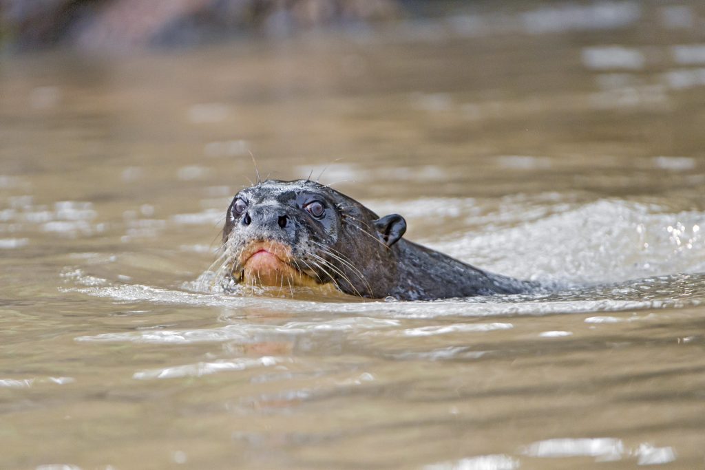Definitive Guide To Giant Otter Facts, Habitat, Conservation Status ...