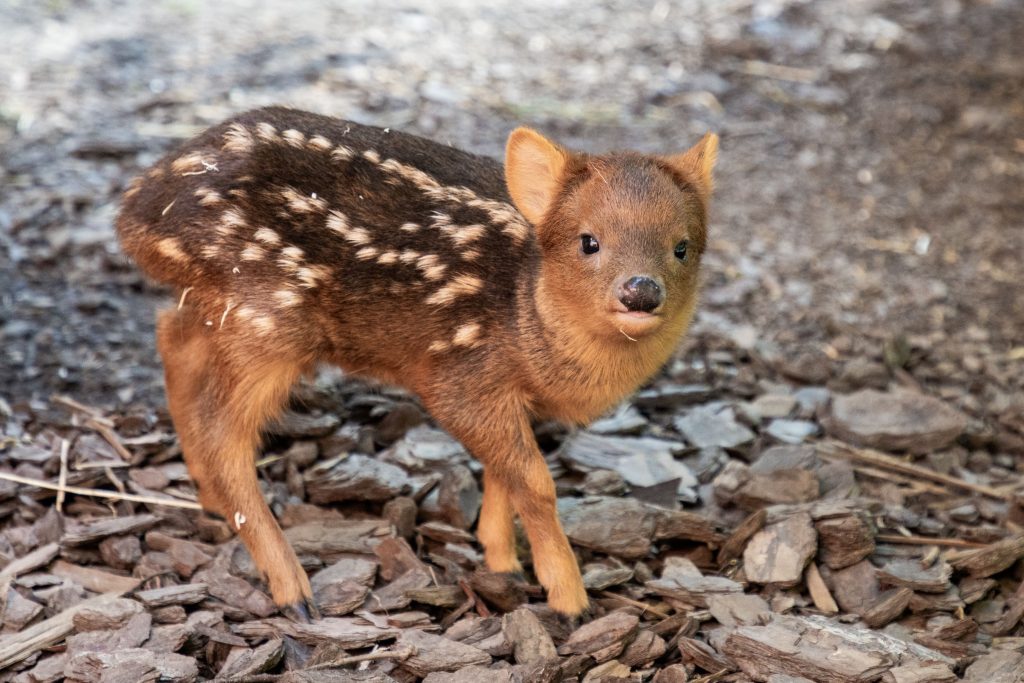 Definitive Guide To Southern Pudu Facts, Habitat, Conservation Status, Zoo Populations, Pictures ...