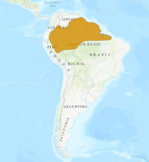 Linnaeus's Two-Toed Sloth - Zoo Guide
